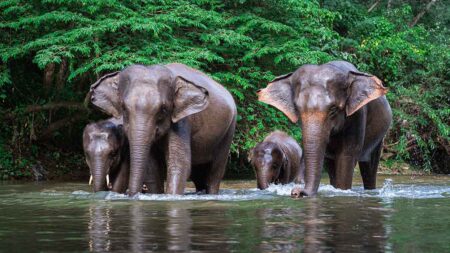 How Tourism Can Support Asian Elephant Conservation