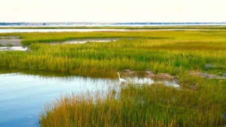 Salt Marshes: Coastal Wetland Ecosystems