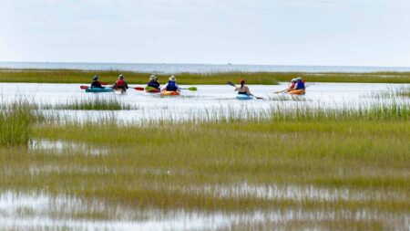 Salt Marshes: Coastal Wetland Ecosystems