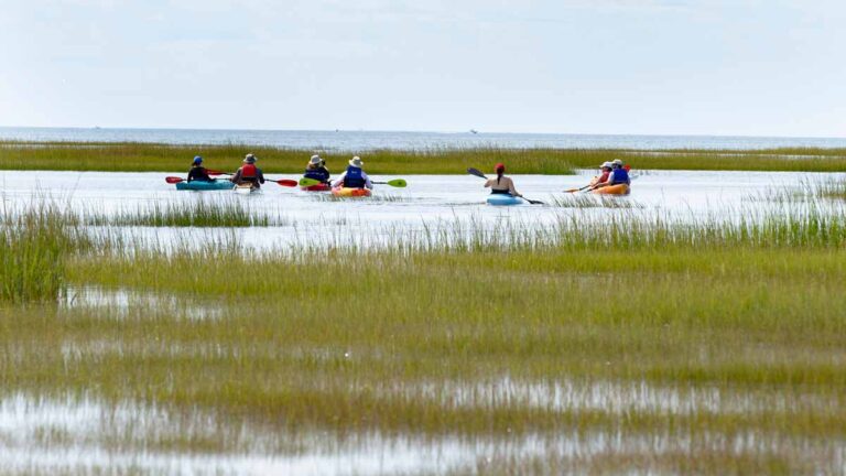 Salt Marshes: Coastal Wetland Ecosystems