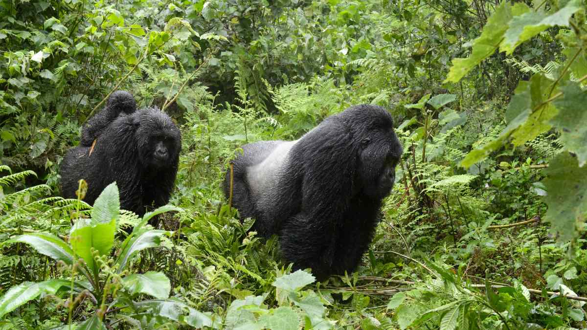 Ecotourism Examples: Practices Around the World