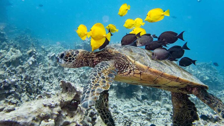 Why Sea Turtles Are Important and How To Protect Them