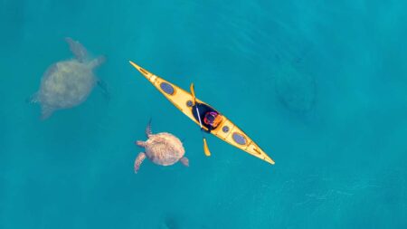 Why Sea Turtles Are Important and How To Protect Them