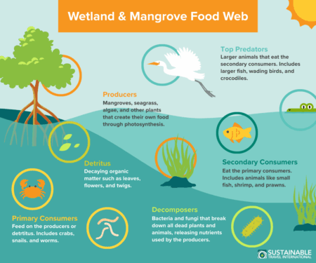Blue Carbon Benefits: Why These Ecosystems Matter