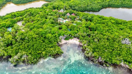 Mangrove Forests: Ecosystem Benefits and Restoration
