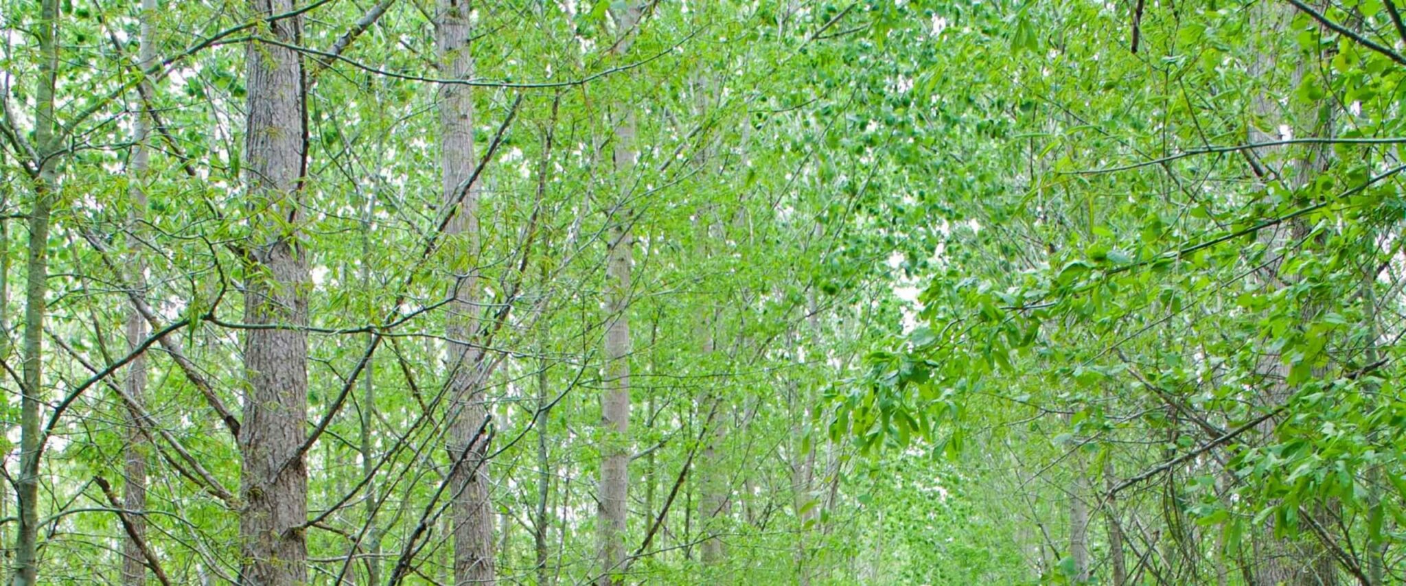 Green Trees - Sustainable Travel International