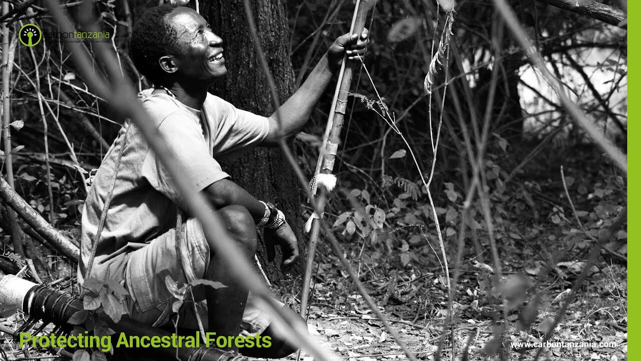 Communities Protect their Ancestral Forests with Carbon Offsets ...