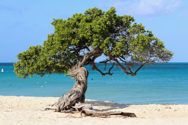 Engaging the Aruba Community in Sustainable Tourism Planning ...
